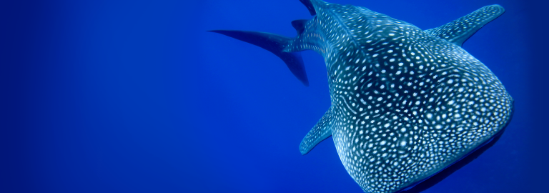 Learmonth Airport to Exmouth Town